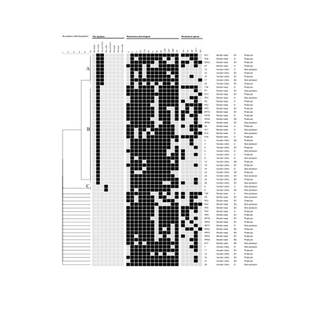 Pathogenicity Island Pai Markers Identified In E Coli Isolates From Download Scientific