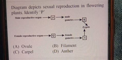 Diagram Depicts Sexual Reproduction In Flowering Plants Identify P