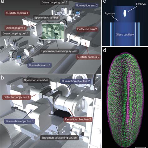 Multiview Light Sheet Microscopy Of Fruit Fly Embryo A Layout Of