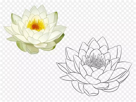 手绘莲花PNG图片素材下载 图片编号oymapwmy 免抠素材网