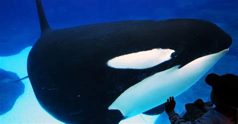 Killer Whale Attacks Penguin