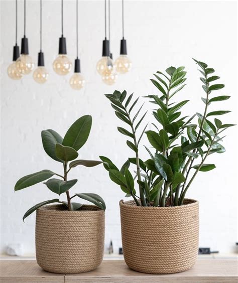 Co Je Juta Dotek P Rody