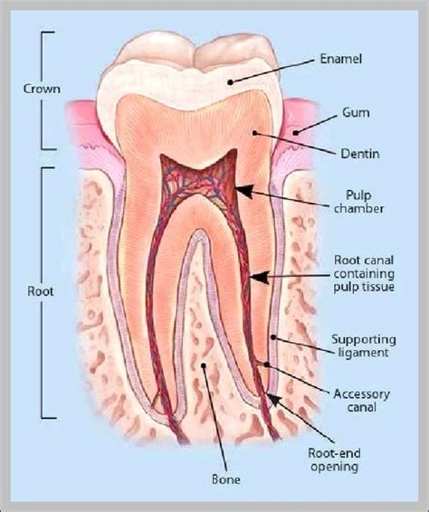 Tooth Anatomy