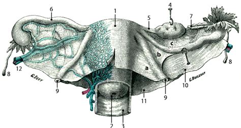 Suspensory Ligament Of Uterus Corpus Albicans Wikipedia