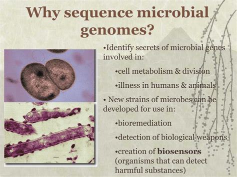 Ppt Microbial Genomes Powerpoint Presentation Free Download Id 1453821