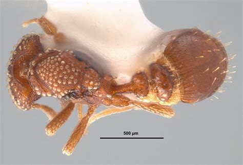 Strumigenys Hexamera Brown 1958