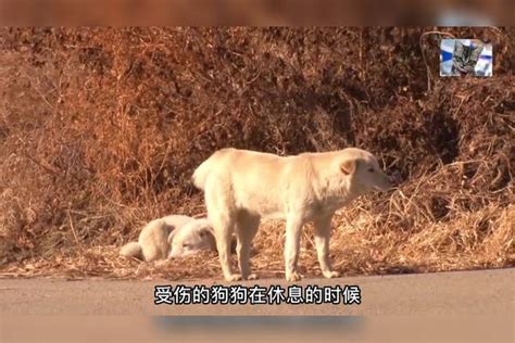 狗狗从狗贩子手中逃脱，本以为脱离苦海，没成想是折磨的开始