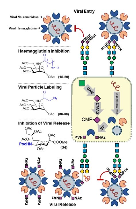 Metabolic Labelling Of Sialic Acids To Track And Perturb Viral Download Scientific Diagram