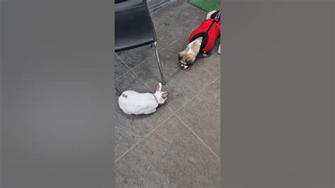 지나가던 도톰한 멍멍이 Youtube