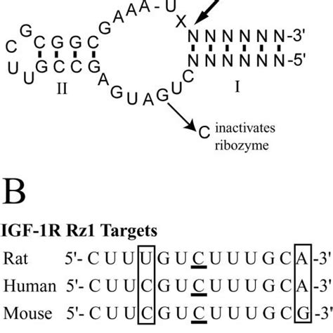 A Secondary Structure Of A Generic Hammerhead Ribozyme Annealed To A Download Scientific