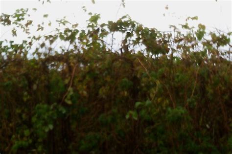 Raspberry Vines And Pruning This Perfect World