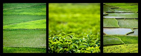 Huile essentielle de Ravintsara bio - Betsara