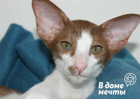 Породы кошек с большими ушами