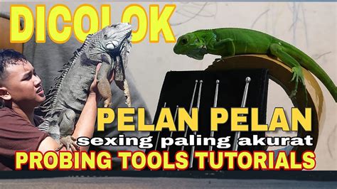 TIPS SEXING TERAMPUH 80 Akurat How To Sexing Iguana With Probing Tools YouTube