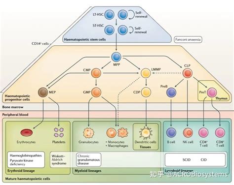 Tposcfflt3l 支持造血干祖细胞（hspc）体外生成与扩增重要因子 知乎