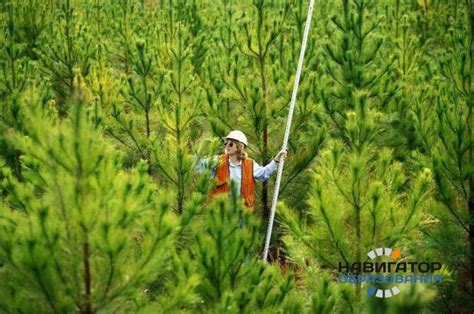 Лесник где учиться зарплата преимущества профессии “Навигатор Образования”