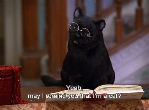Salem Meme Salem Cat Cats Sabrina Cat