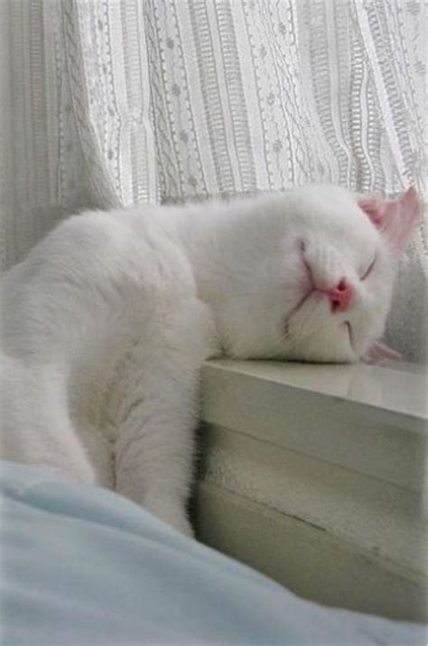 50 Ideas De Disertacion Gatos Para Guardar Hoy Gatos Fiestas De