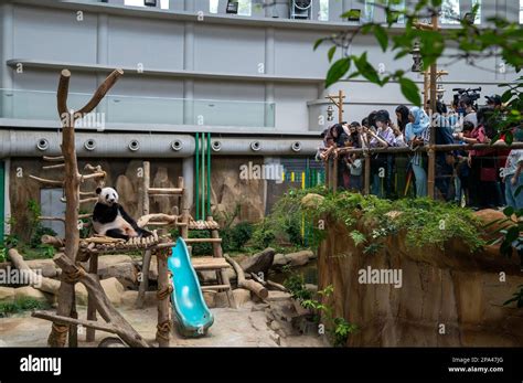 Kuala Lumpur Malaysia 11th Mar 2023 Tourists Look At A Giant Panda
