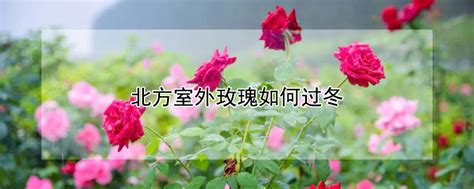 北方室外玫瑰如何过冬 发财农业网