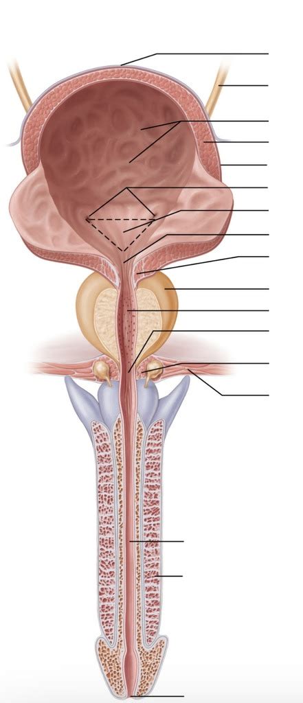 Male Urinary System Diagram Quizlet