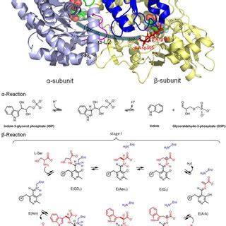 Intermediates In The Reaction Of The Tryptophan Synthase 2 2 Complex Download Scientific
