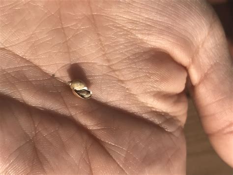 This Tiny Shell Within A Tiny Shell R Mildlyinteresting