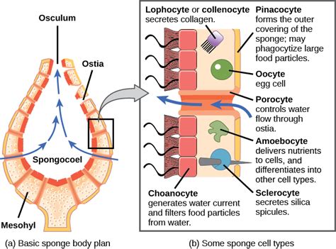 class calcarea diagram