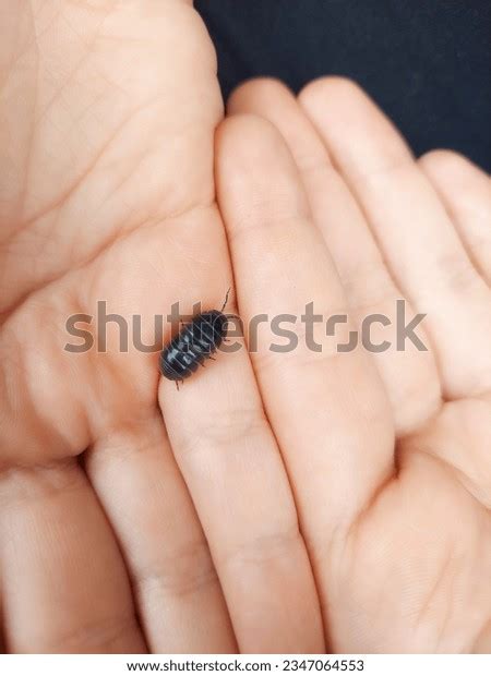 Polly Rolly Photos Images And Pictures Shutterstock