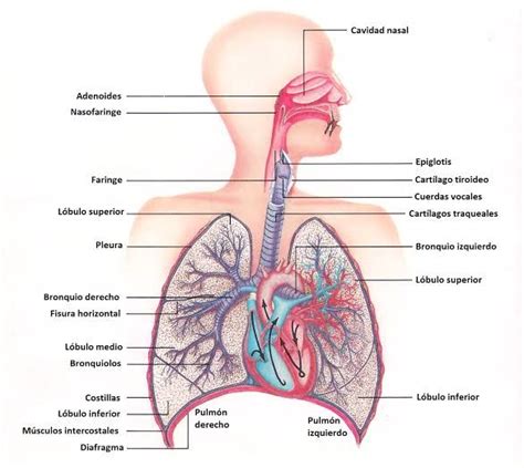 Human Respiratory System Diagram Scarf By Allhistory Artofit