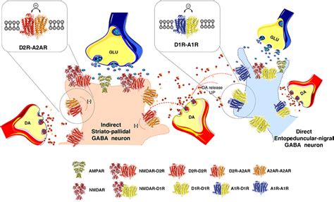 Frontiers Brain Dopamine Transmission In Health And Parkinsons