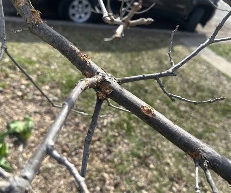 Gall Wasp Oak Tree Bark Damage In Chicago