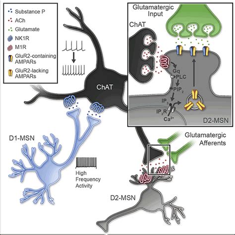 Nucleus Accumbens