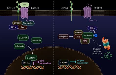 Mapk信号通路wnt信号通路ppar细胞信号通路 华美生物