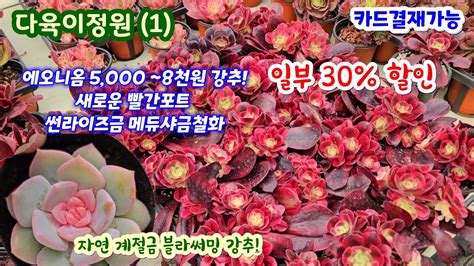 다육이정원 1 인기좋은 에오니옴 썬라이즈금 핑크마녀 로스코프 할로윈 5000~ 8000 30 할인다육 강추 예쁜 자연계절금 블라써밍 추천 Youtube