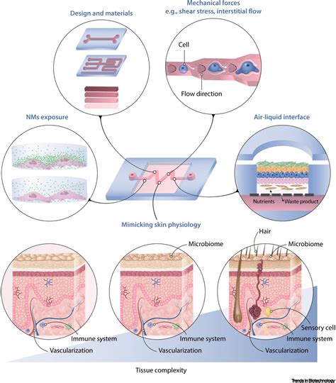 Skin On Chip Models For Safety Of Nanomaterials Learn Project