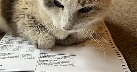 Aggressive Poll Watcher Album On Imgur