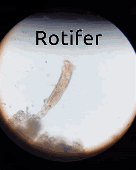 Rotifer Microscope  Rotifer Microscope Microbe Discover And Share S