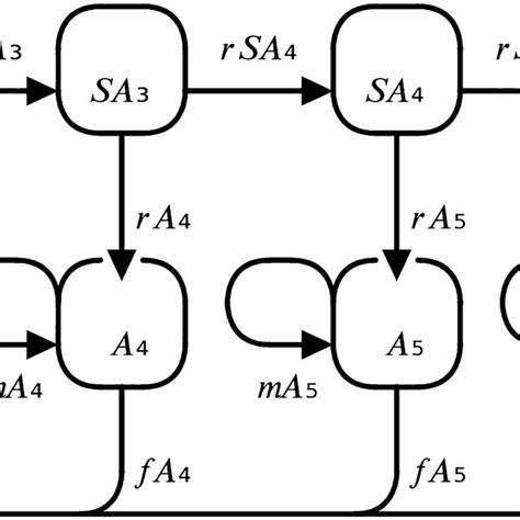 Flow Diagram Representing The Age And Stage Structured Population Download Scientific Diagram