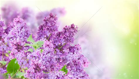 녹색 정원 Bokeh 배경 배너 사진에 보라색 라일락 꽃 사진 무료 다운로드 Lovepik