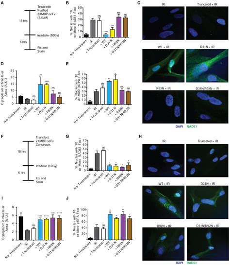 3e10 Inhibits Rad51 Nuclear Localization And Foci Formation After Download Scientific Diagram