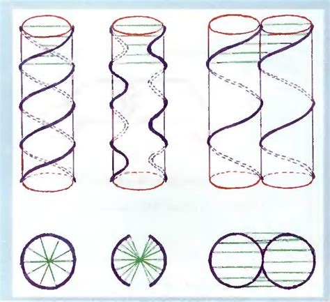Schematic Representation Of A Double Helix Side By Side Model And Download Scientific Diagram