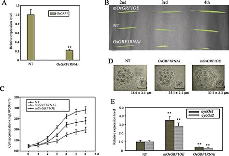 The Phenotypes Of Transgenic Lines With Ectopic Expression Of Osgrf1 A