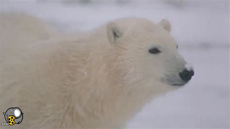 خرس‌های قطبی زندگی روی یخ‌های ذوب شده فیلو