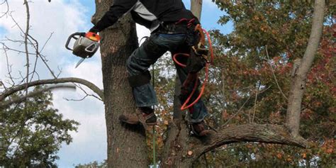 Tree Trunk Rotting In Falls Church Va Tree Care Tips