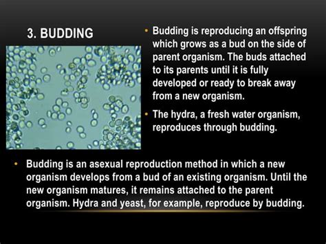Asexual Reproduction Grade 7 Pptx Infertility Reproductive Health