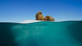 Bbc One Blue Planet Ii Filming Walrus In The Arctic