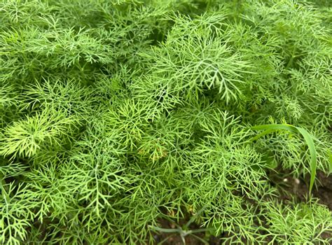 Most Common Herbs In Vietnamese Cuisine Flavors Of Hanoi