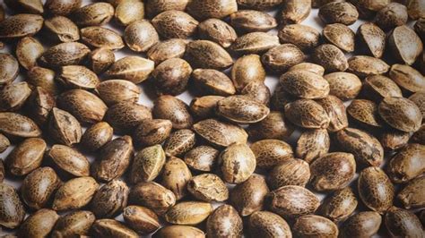 The Different Types Of Feminized Seeds And Their Characteristics Trendingbird