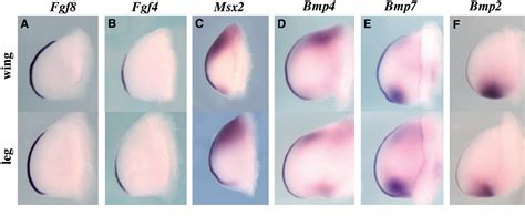 Figure From The Apical Ectodermal Ridge Morphological Aspects And Signaling Pathways